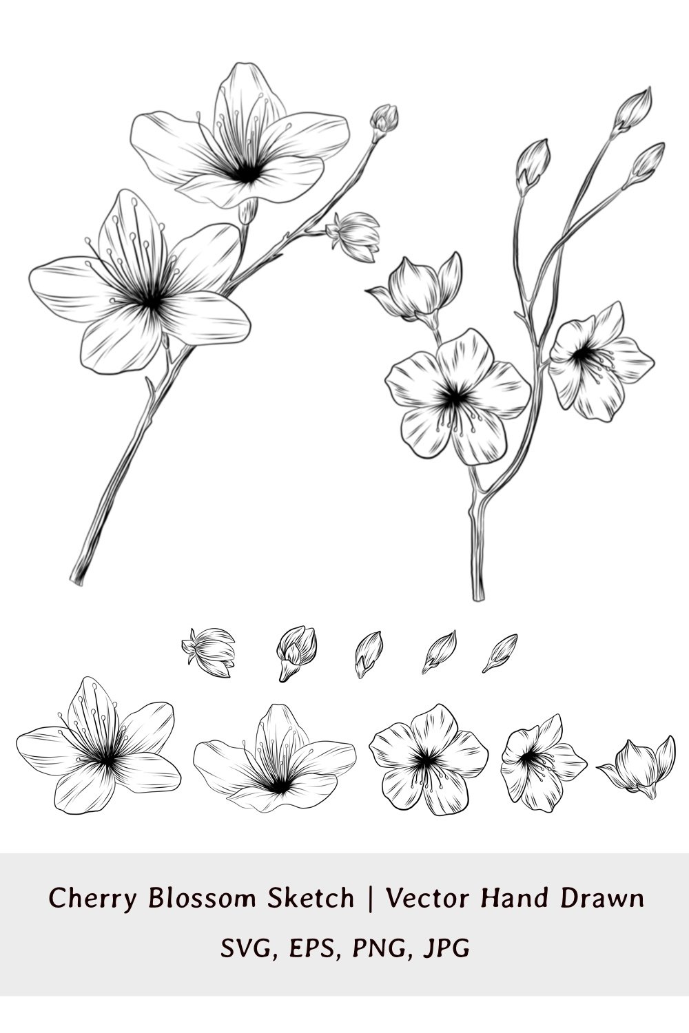 Cherry blossom vector illustration in eps and svg file