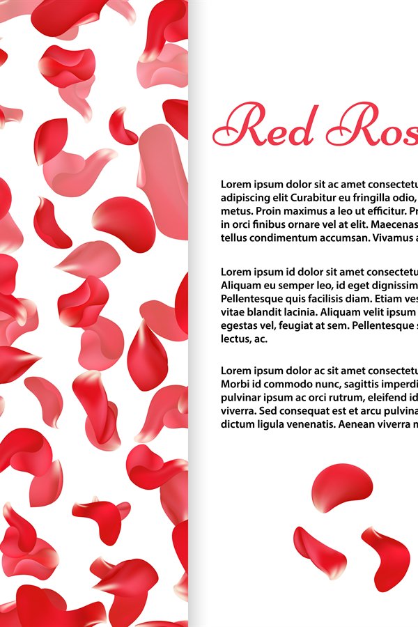 Red rose petals banner or flyer vector template
