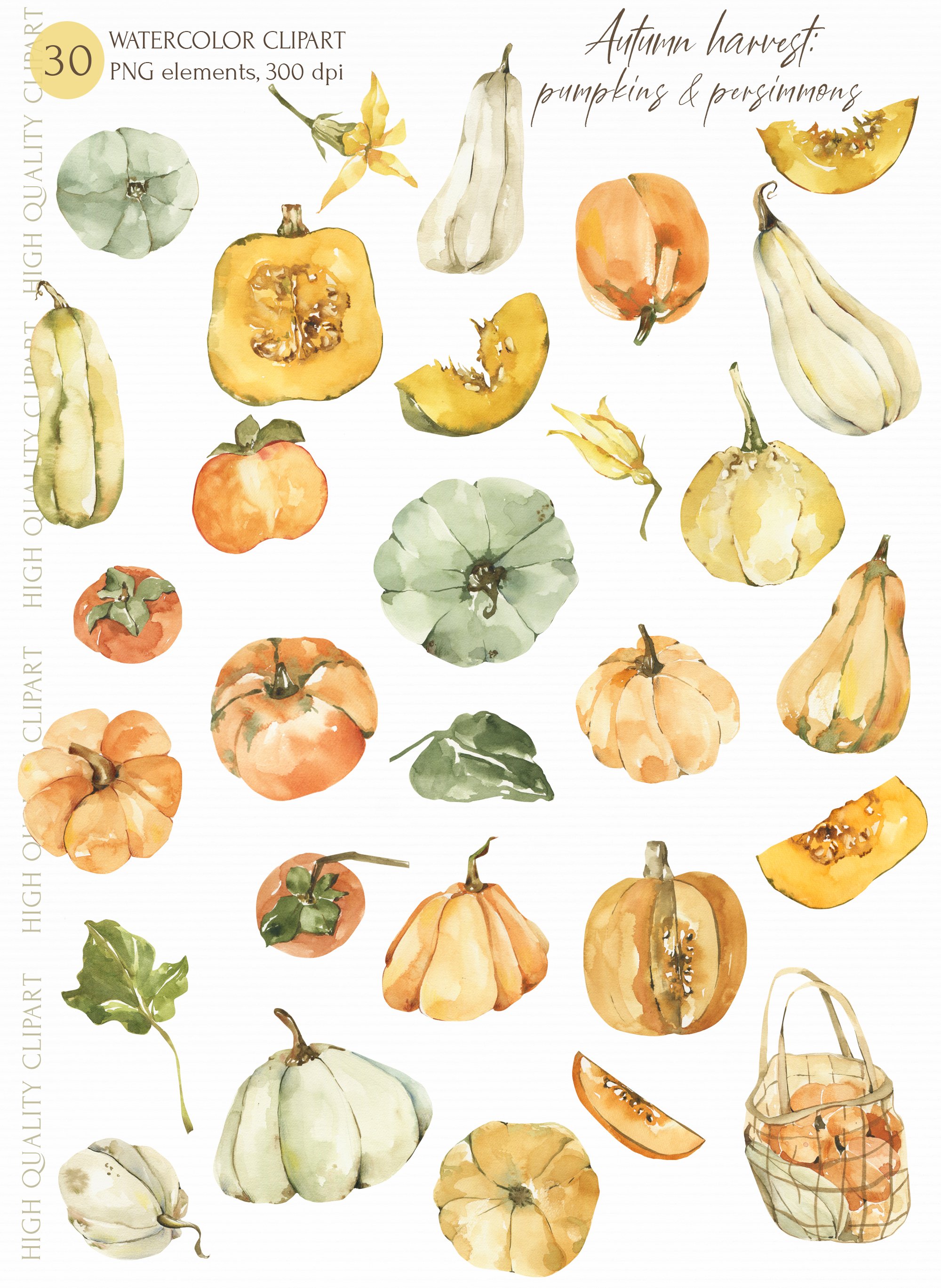 Watercolor Autumn harvest clipart, pumpkins and persimmons.