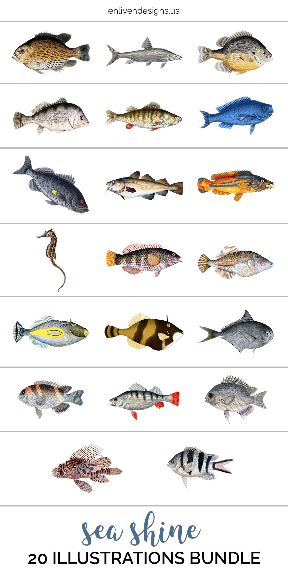 Fish Bundle - 20 Fish (204555)