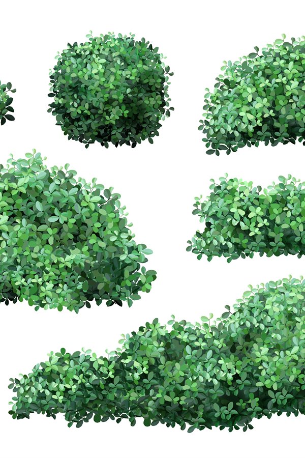 Realistic garden shrub. Nature green seasonal bush, boxwood