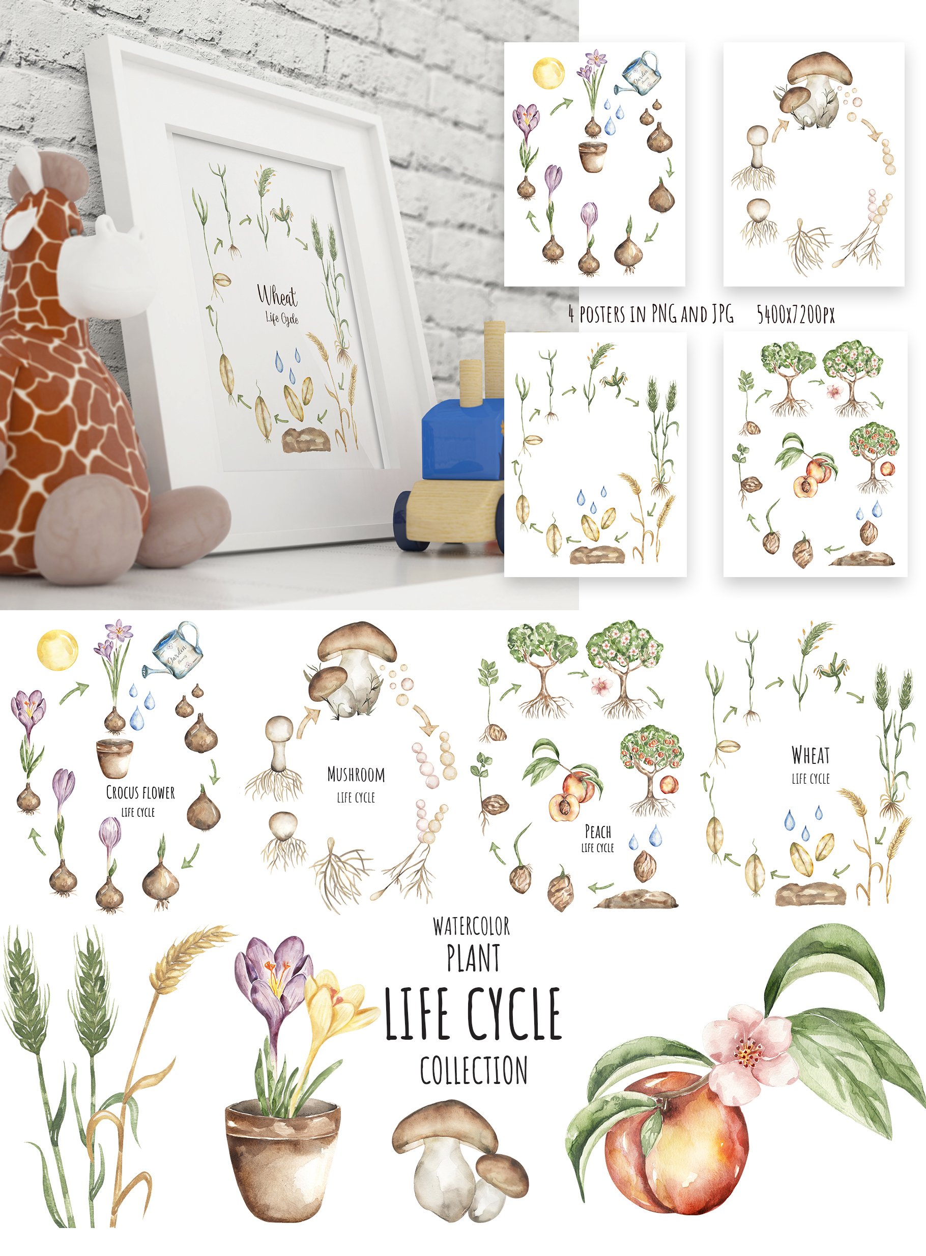 Watercolor Plant Life Cycle Collection Bundle