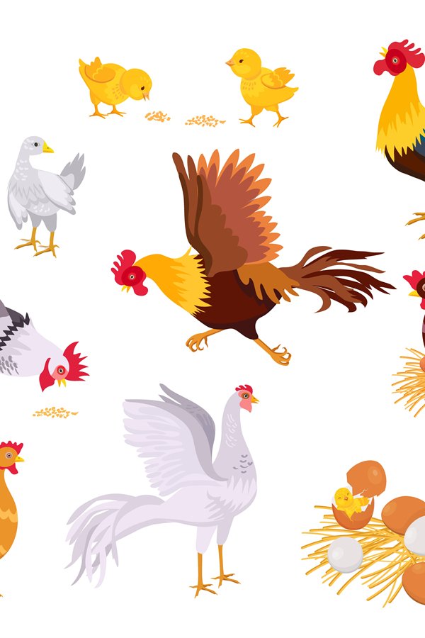 Cartoon farm chicken family, rooster, hen and chicks. Flat d