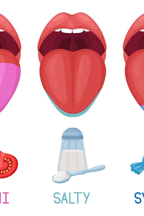 Cartoon human taste areas. Tongue taste receptors, sour, swe
