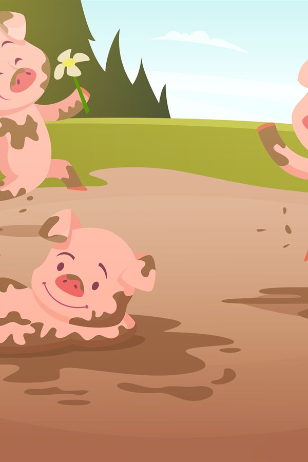 Kids pigs playing in dirty puddle