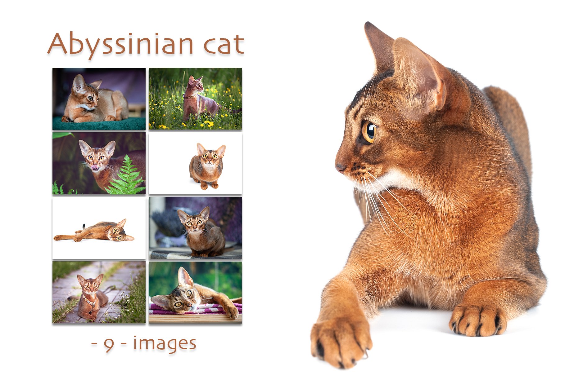 Abyssinian cat bundle 9 jpg