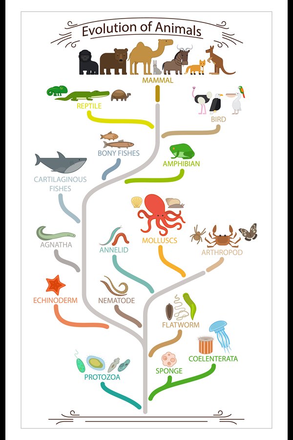 Biological evolution animals scheme