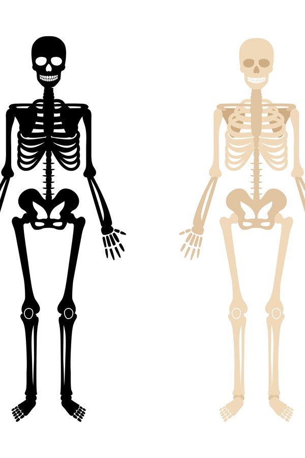 Human skeleton set