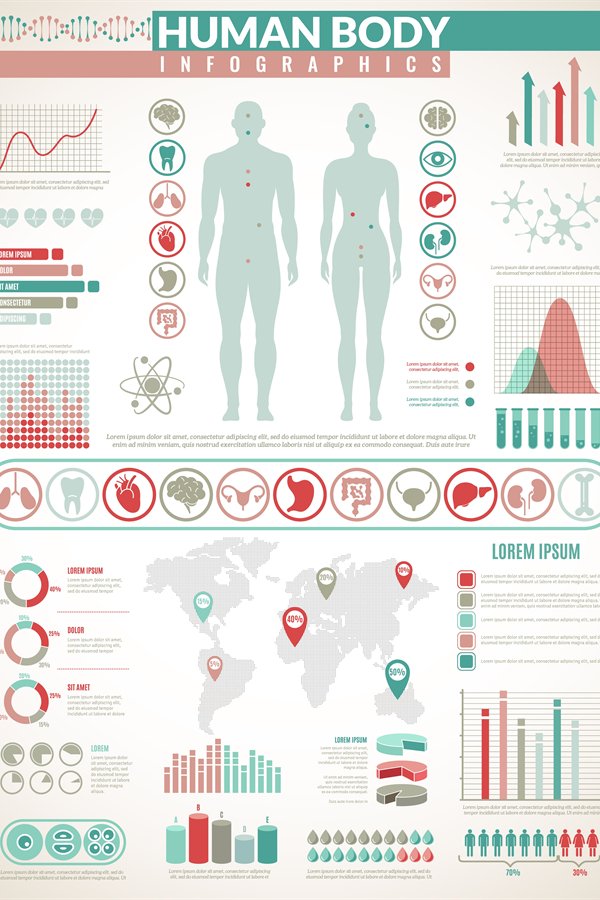 Body infographics. Human health medical vector anatomy infog