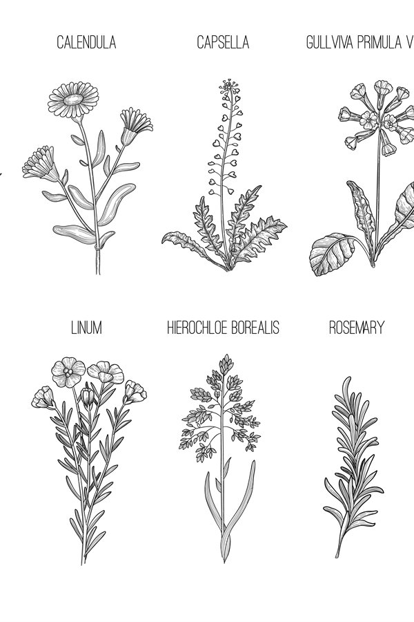 Medical herbs. Herbal floral collection healthy flowers leav