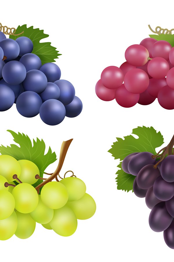 Realistic grapes. Vector set of various grape variety