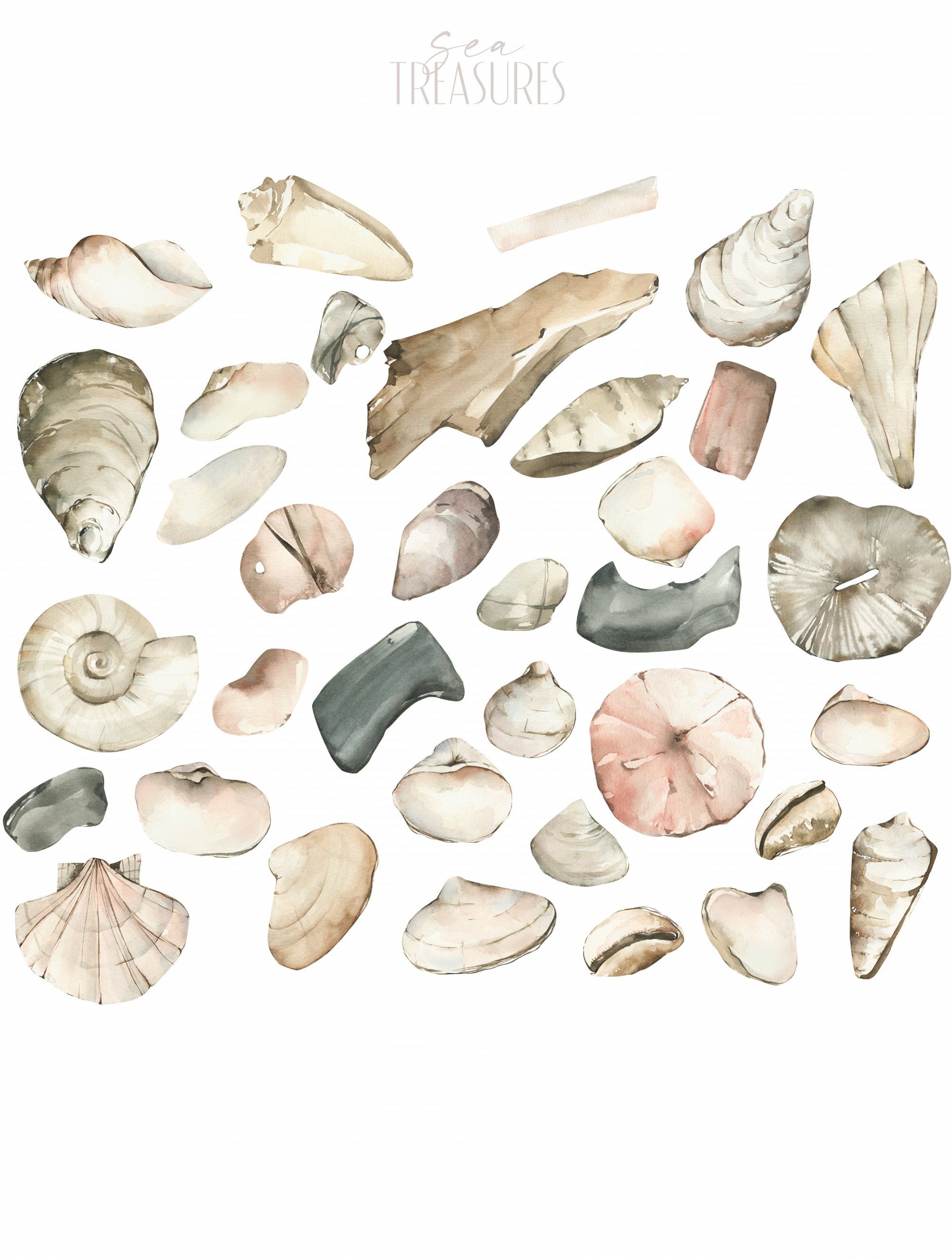 Watercolor Sea treasures clipart. Seashells elements png.