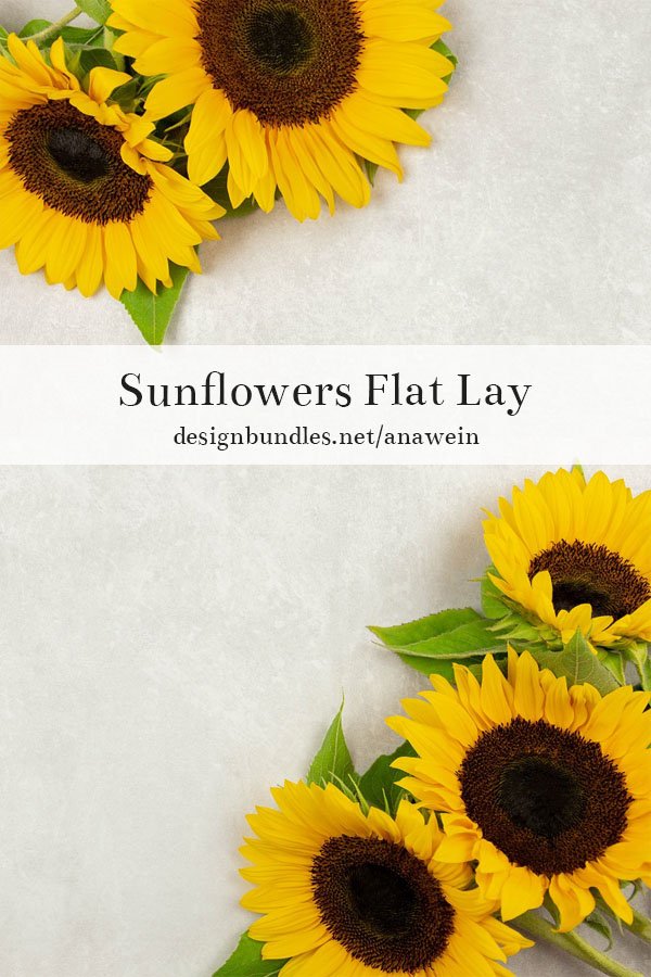 Sunflowers flat lay, autumn mockup on concrete background.