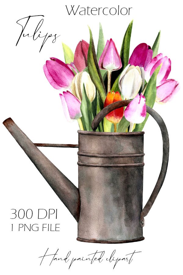Watercolor tulip clipart in watering can. Spring flowers PNG