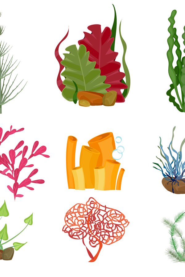 Seaweed. Underwater ocean or sea plants marine botanical wil