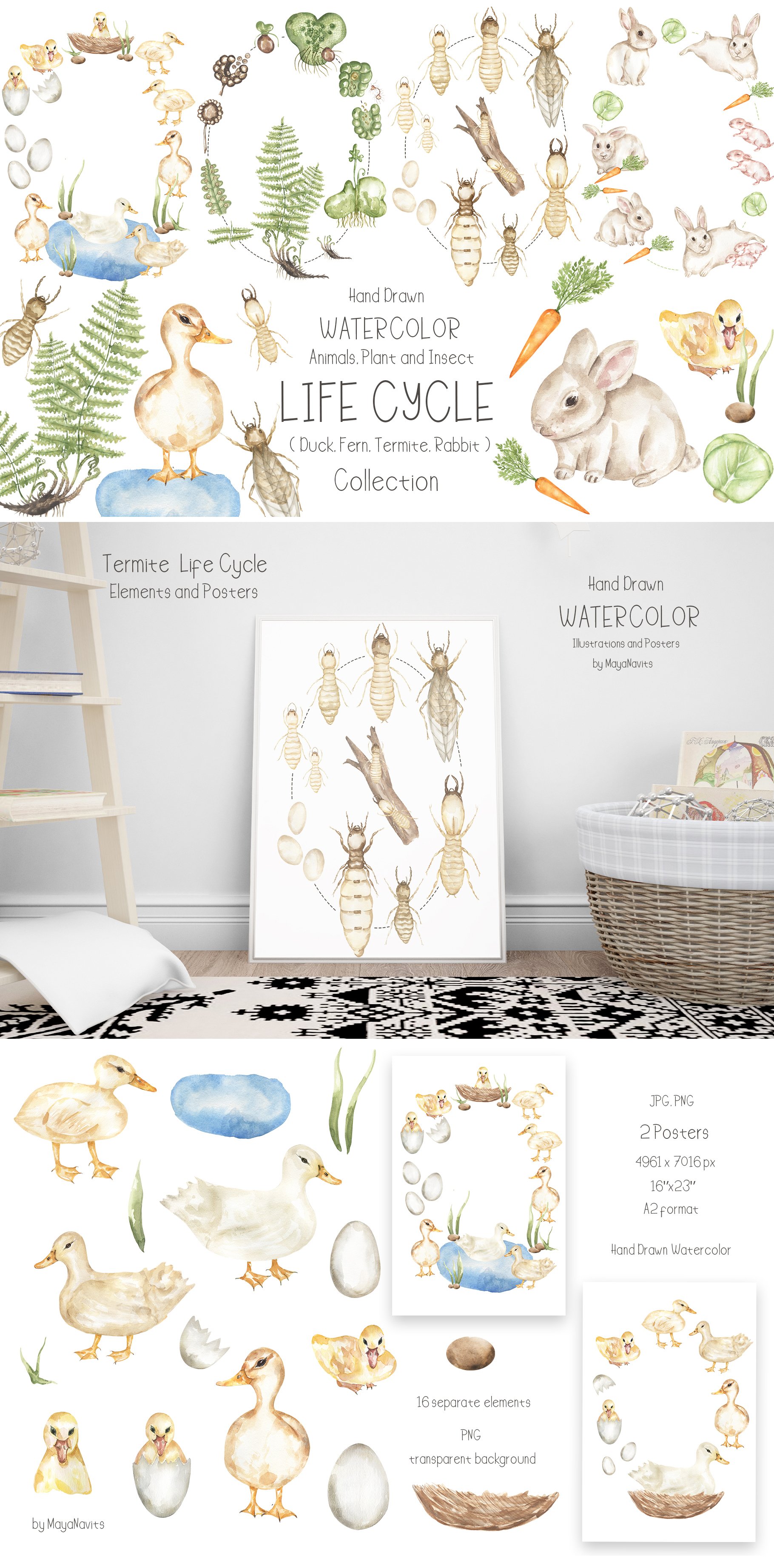 Watercolor Life Cycle Collection Bundle (4167962)