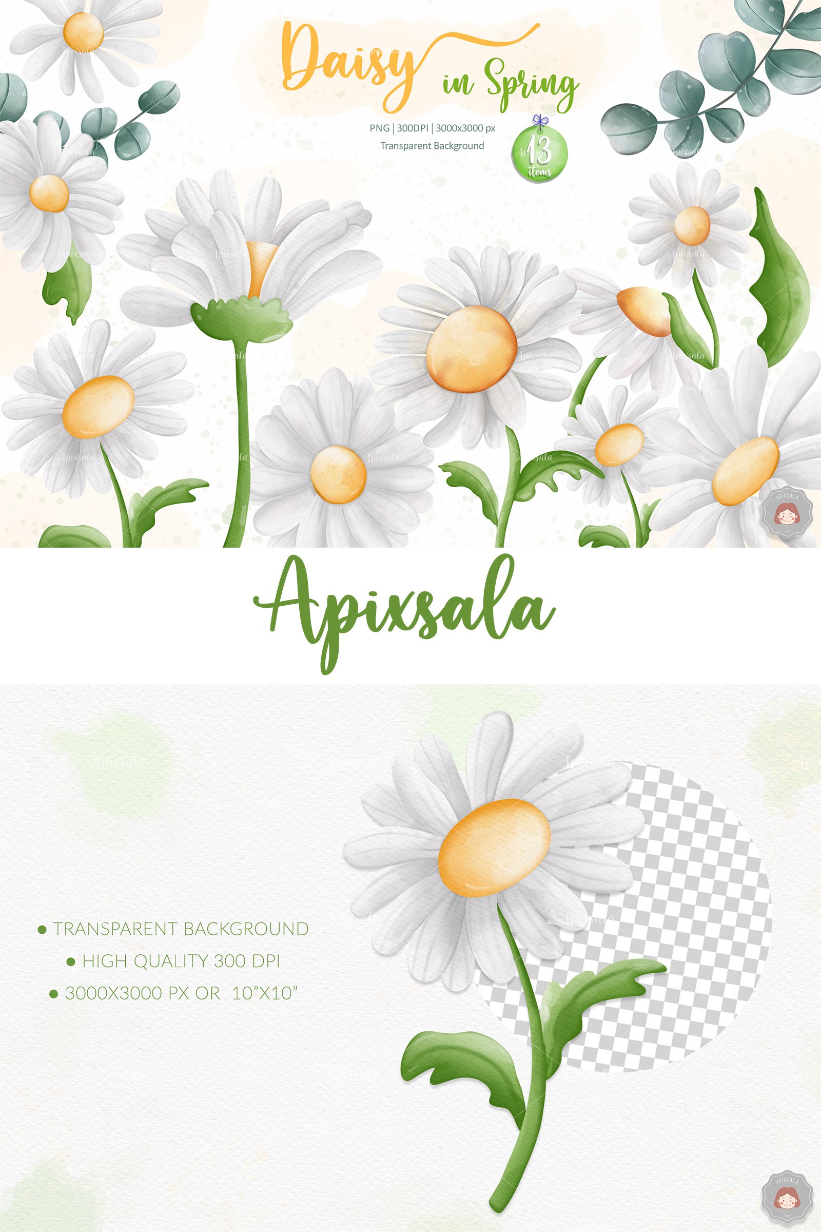 Watercolor Daisy Flower Spring Clipart Collection