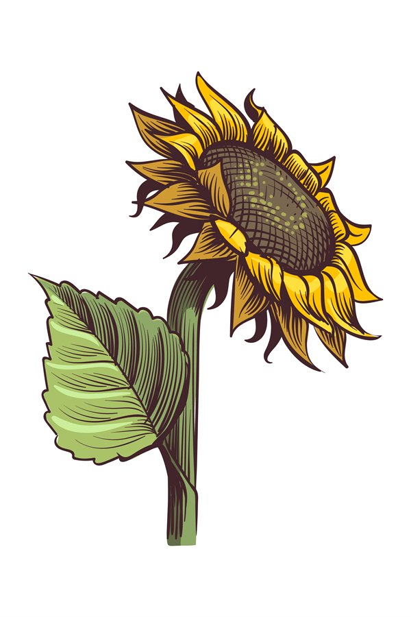 Sunflowers. Hand drawn wildflower sun shaped side view, yell
