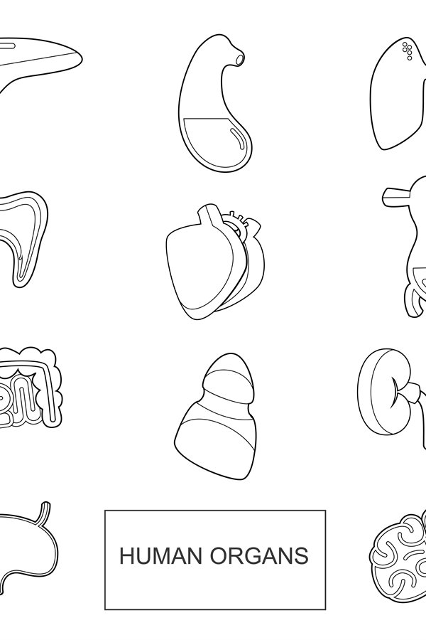 Human organs in outline style. Vector icons set isolate on w
