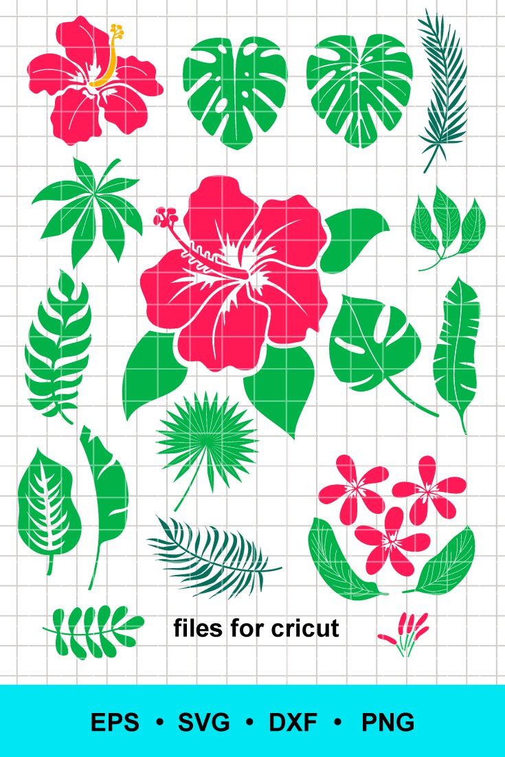 Hibiscus | Tropical leaves | Vector