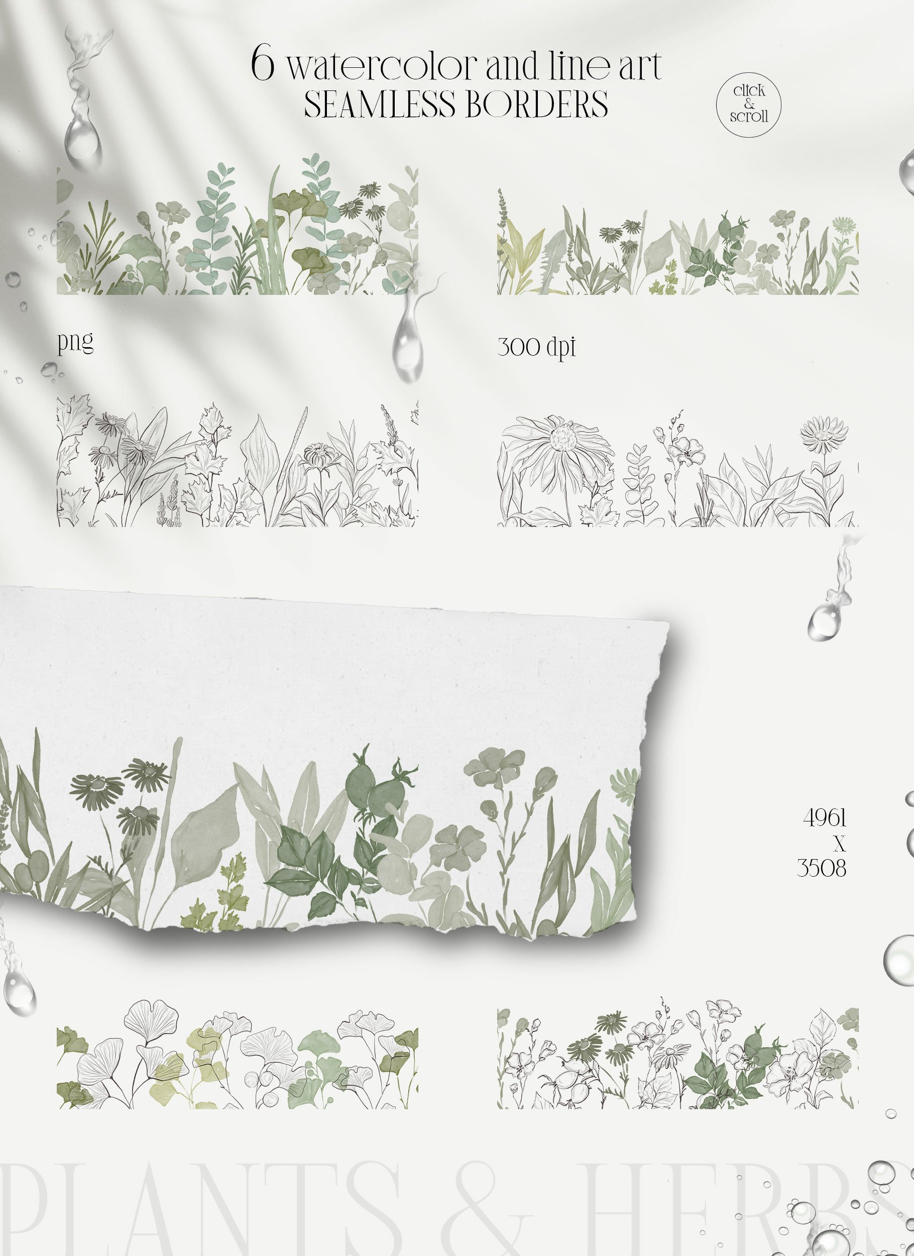 Seamless borders with plants and herbs - 6 PNG graphics