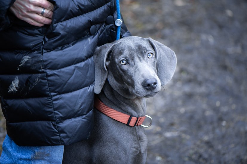 Portrait of a beautiful blue Weimaraner breed dog