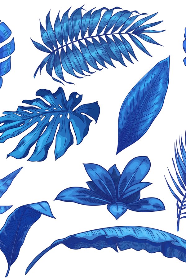 Blue tropical leaves. Exotic palm tree leaf, botanical monst