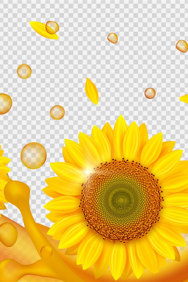 Sunflower oil realistic. Golden drops, oil waves, sunflowers