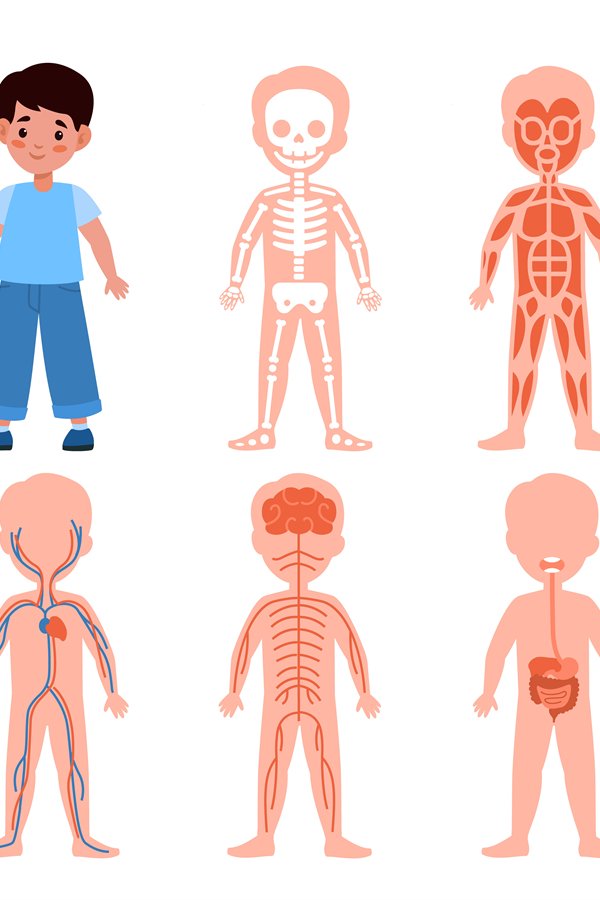 Boy body system. Kids anatomy poster, medical education sche