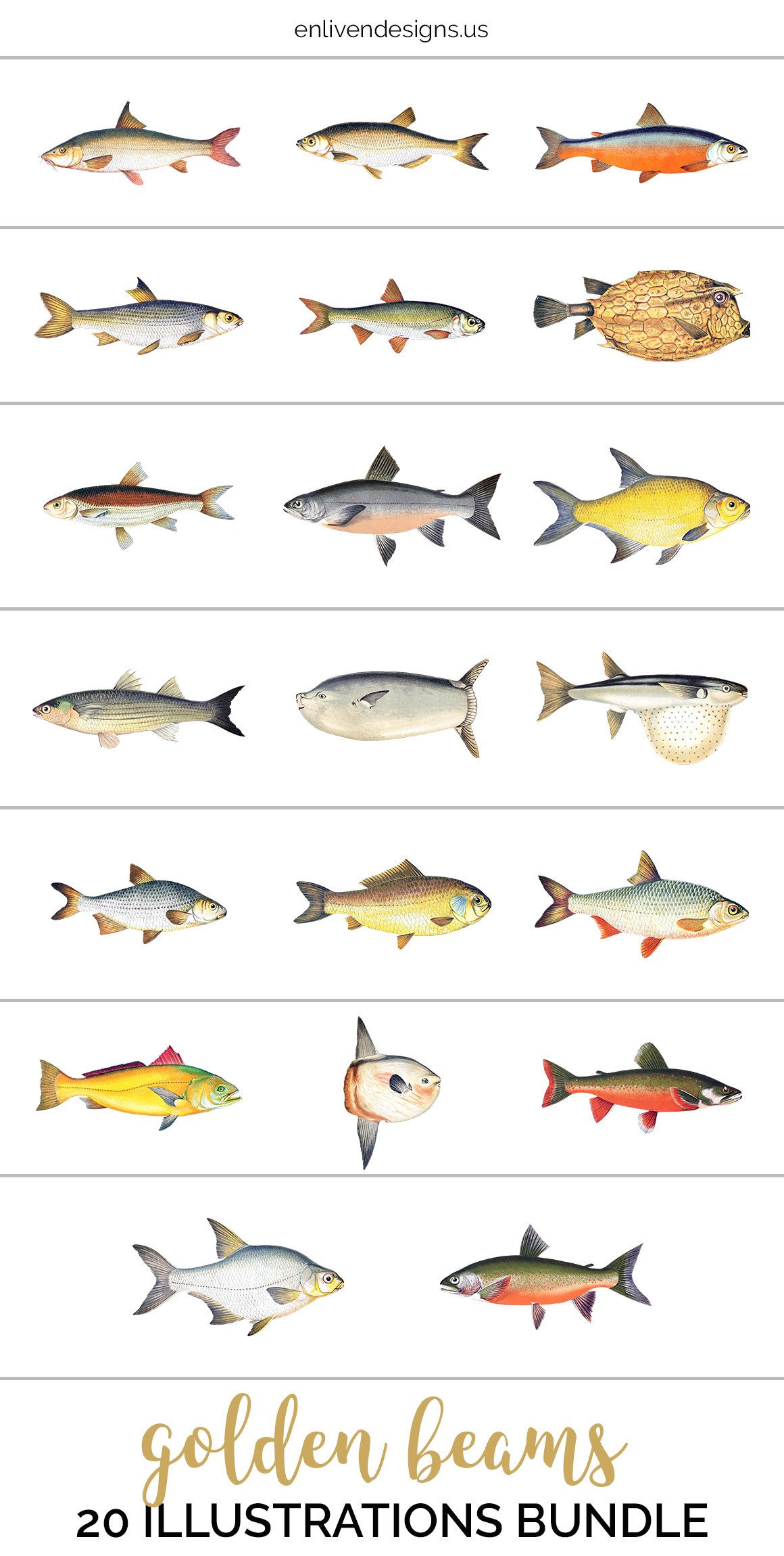 Fish Bundle - 20 Fish (118670)