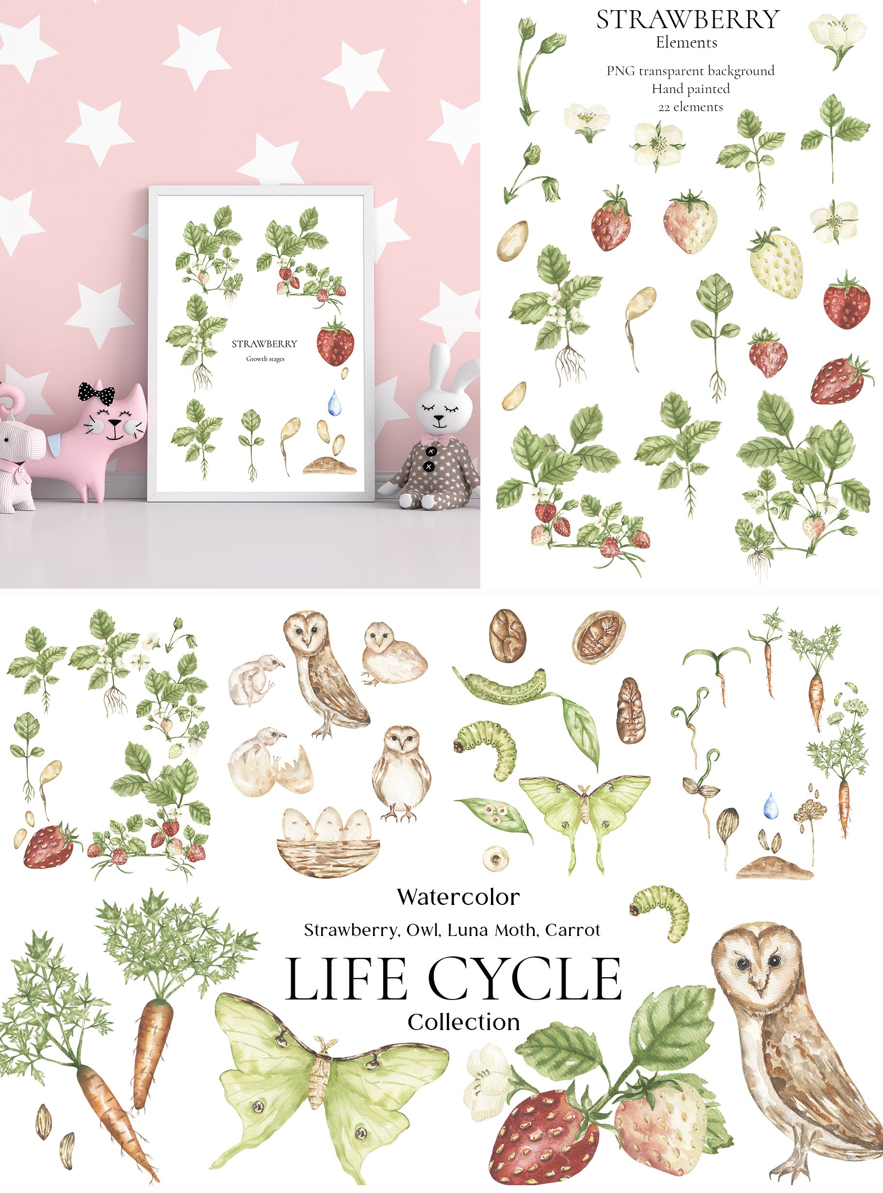 Watercolor Life Cycle Collection Bundle (2658019)