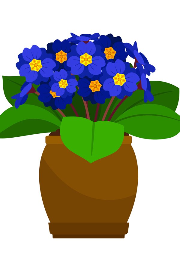 Primrose house plant in flower pot