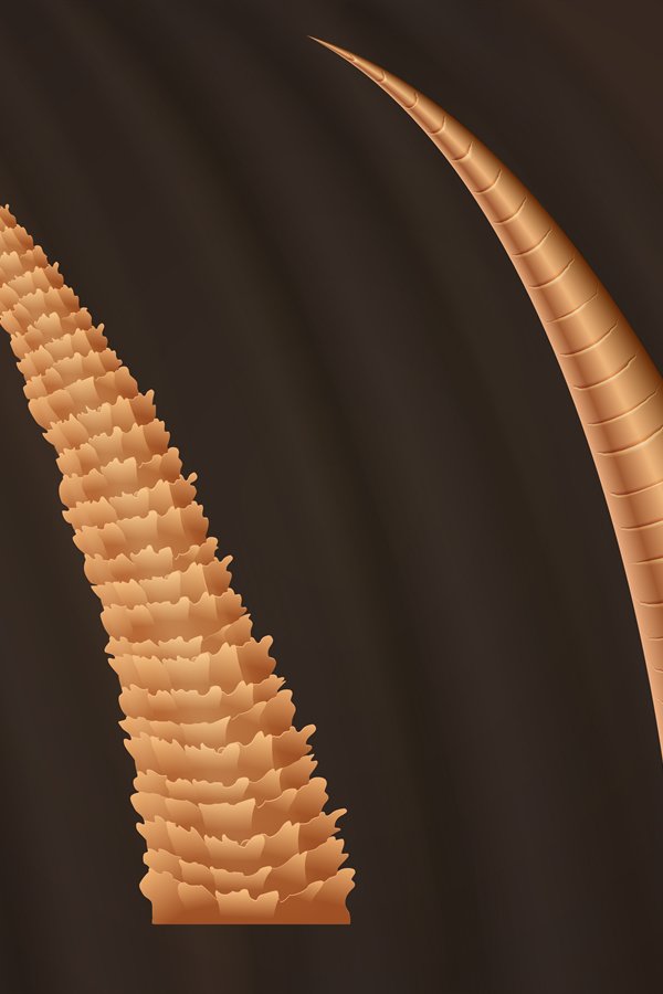 Closeup anatomy of damaged ragged hair and normal smooth hai