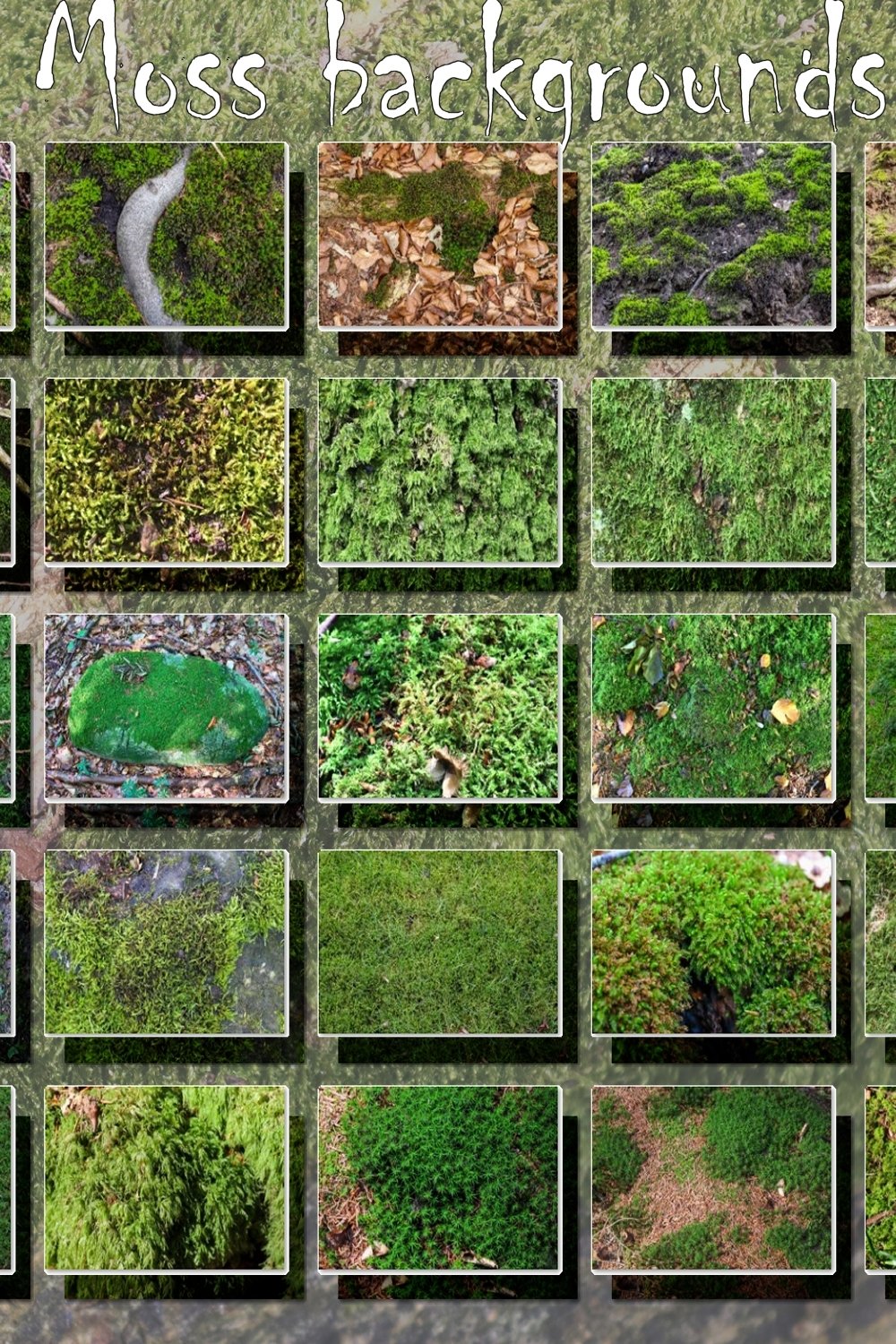 25 Green moss surface in a deciduous forest - backgrounds