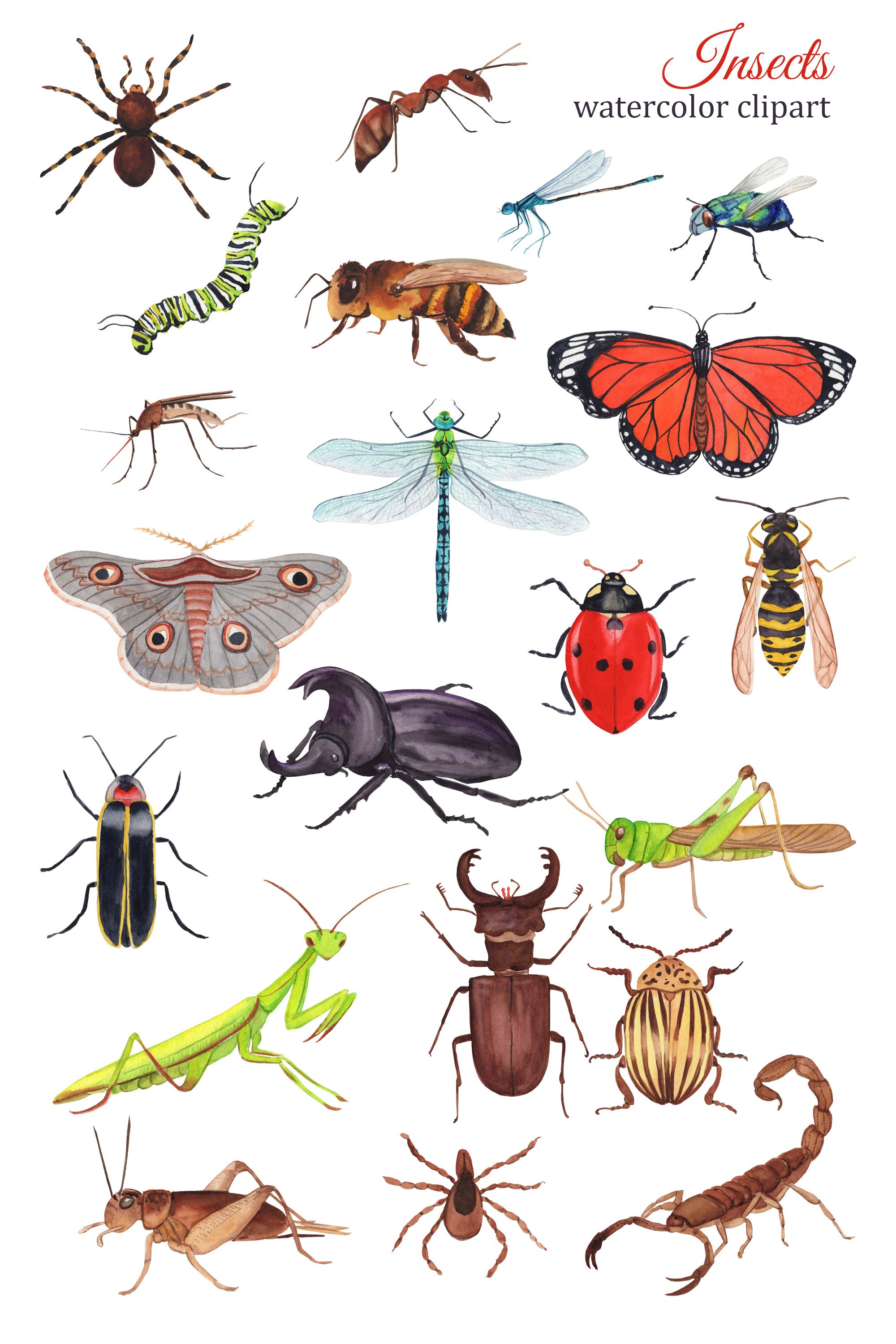 Insects watercolor clipart (1945162)