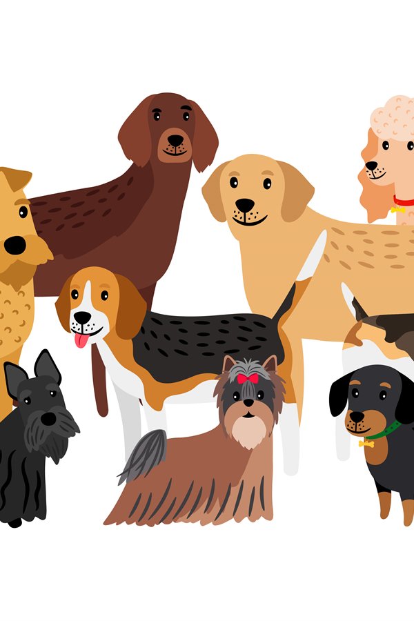 Group of hunting dogs breeds