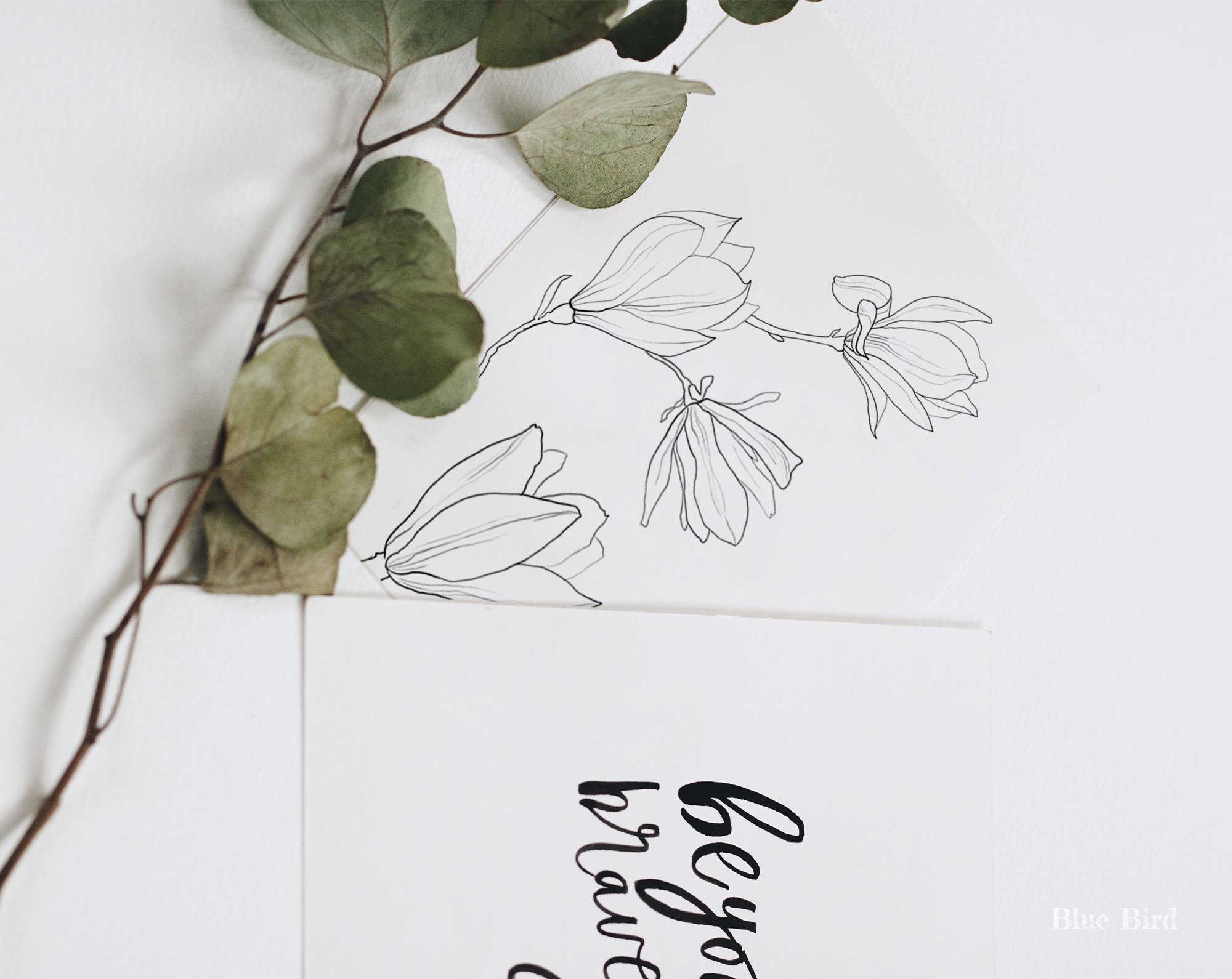 Magnolia fine line. Botanical line art flowers clipart