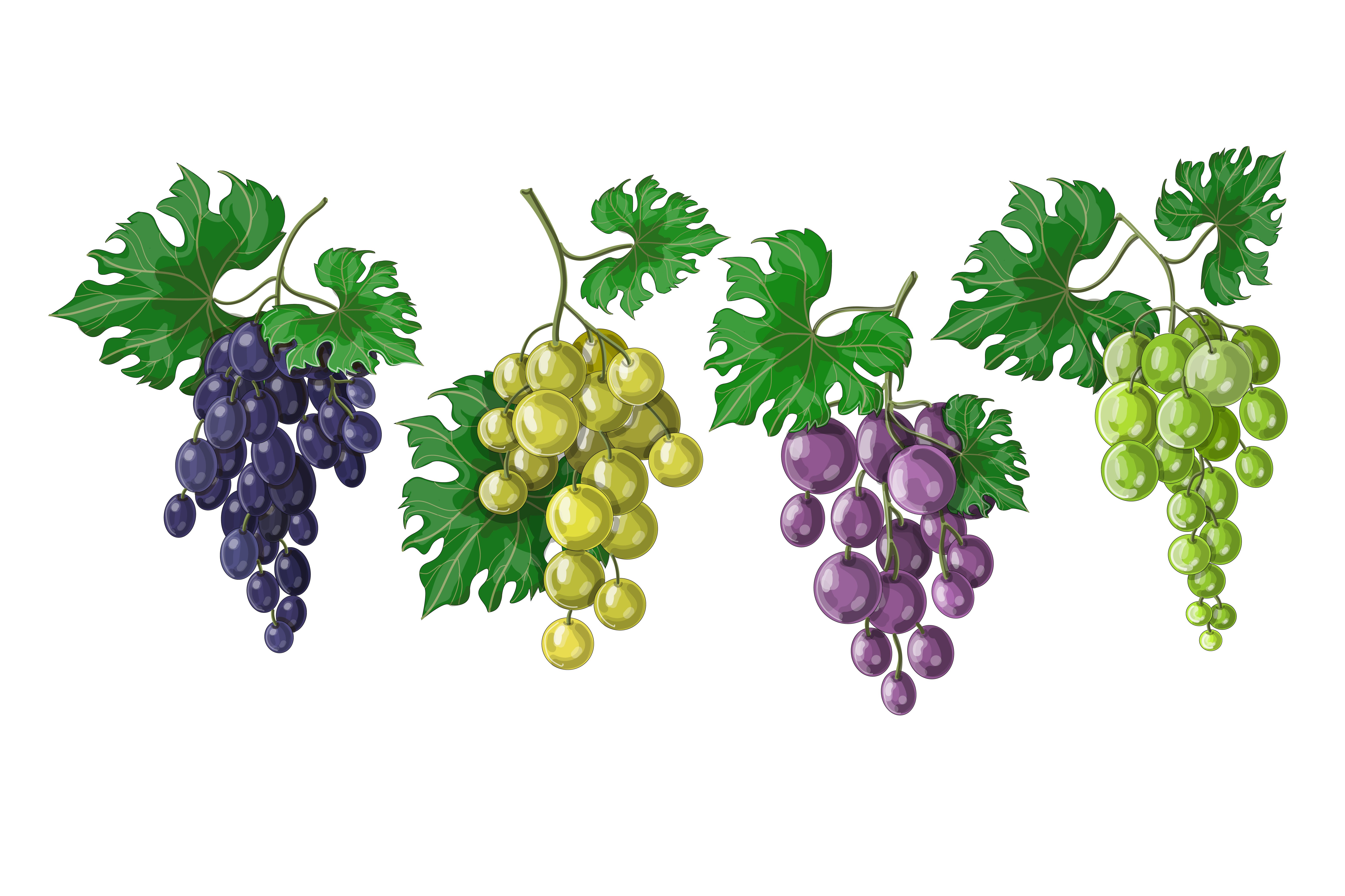 Big set of illustrations of grapes, wine bottles (1043963)