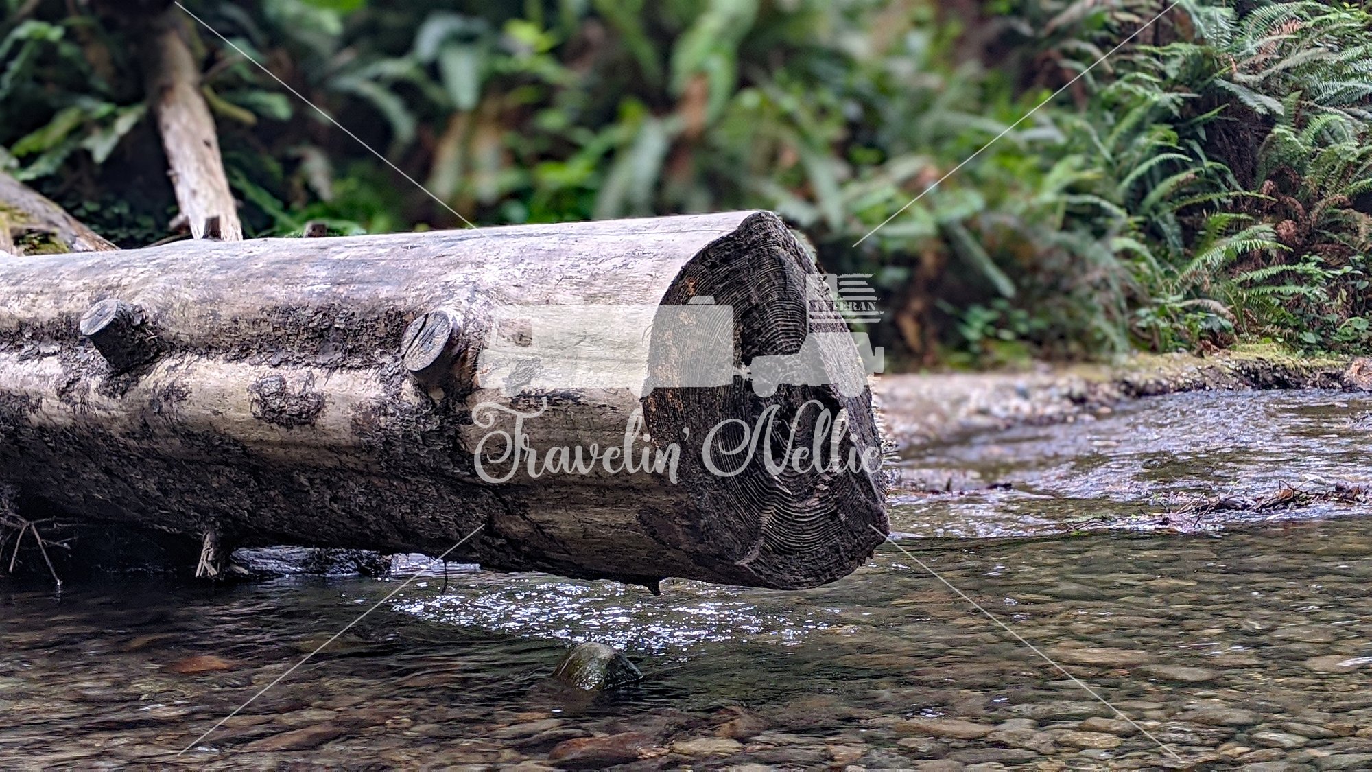 Stock Photo, Forest Nature Landscape, River Log