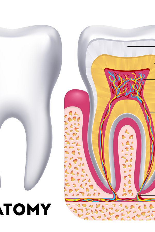 Tooth anatomy vector dental infographics