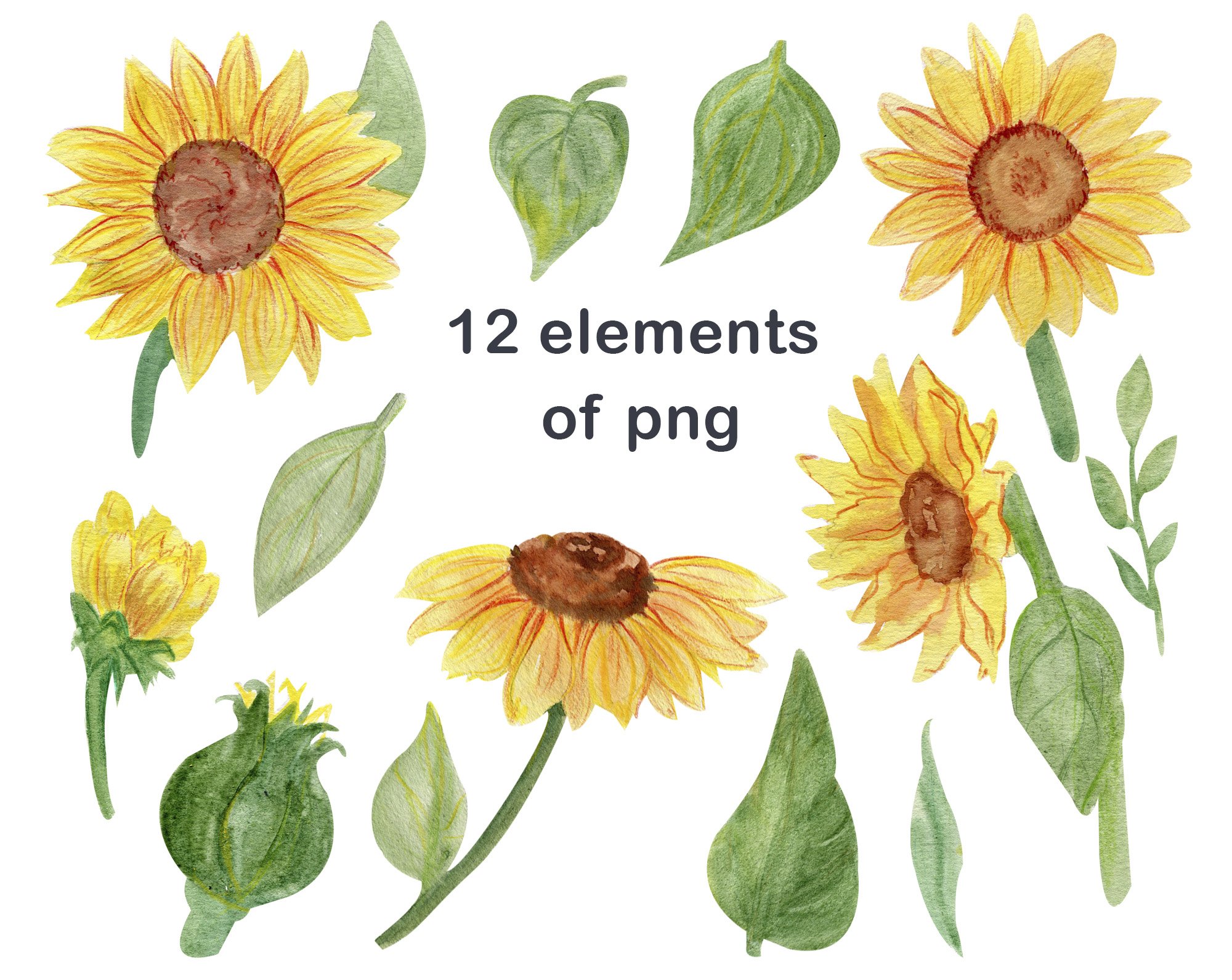 Watercolor floral sunflower clipart png