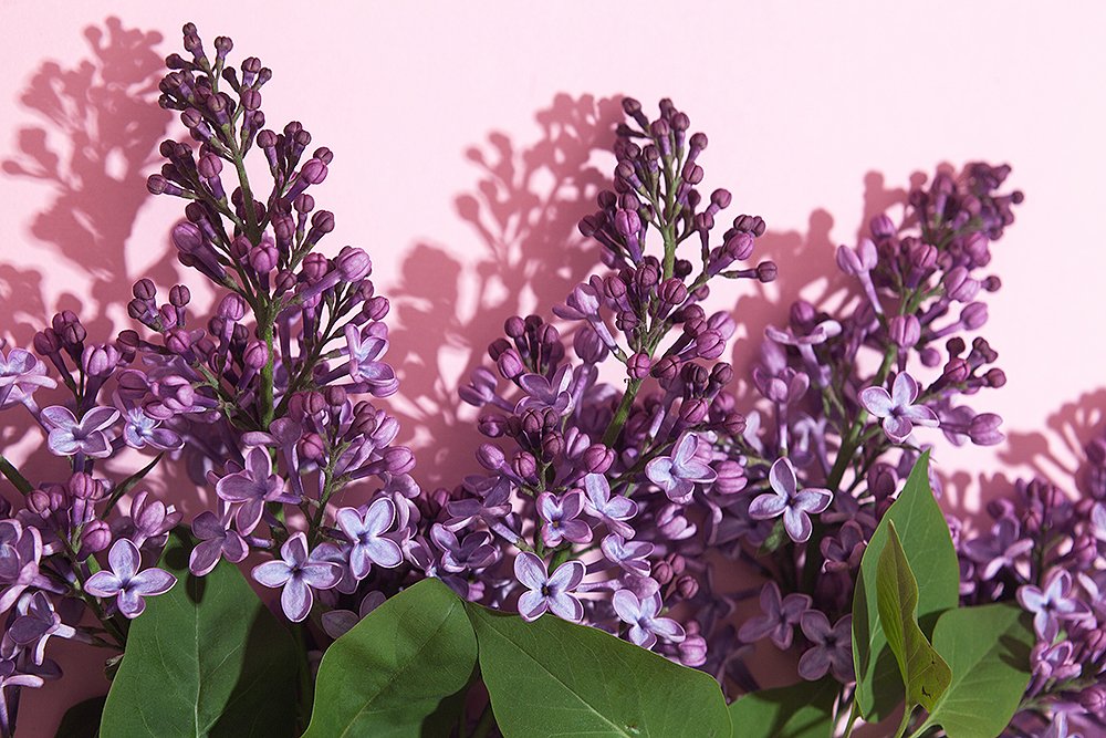 Photo of bloom Purple lilac flowers (1276773)