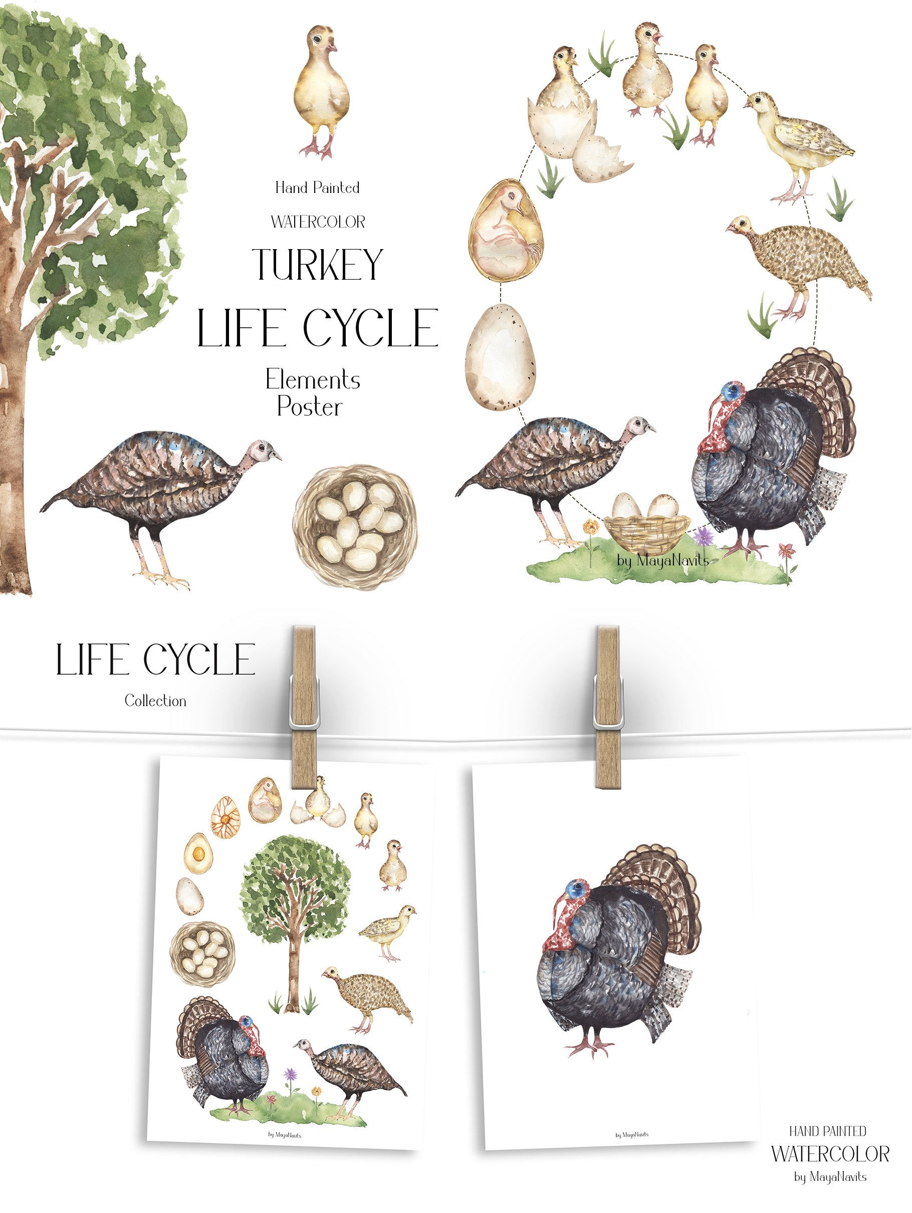 Watercolor Turkey Life Cycle Set