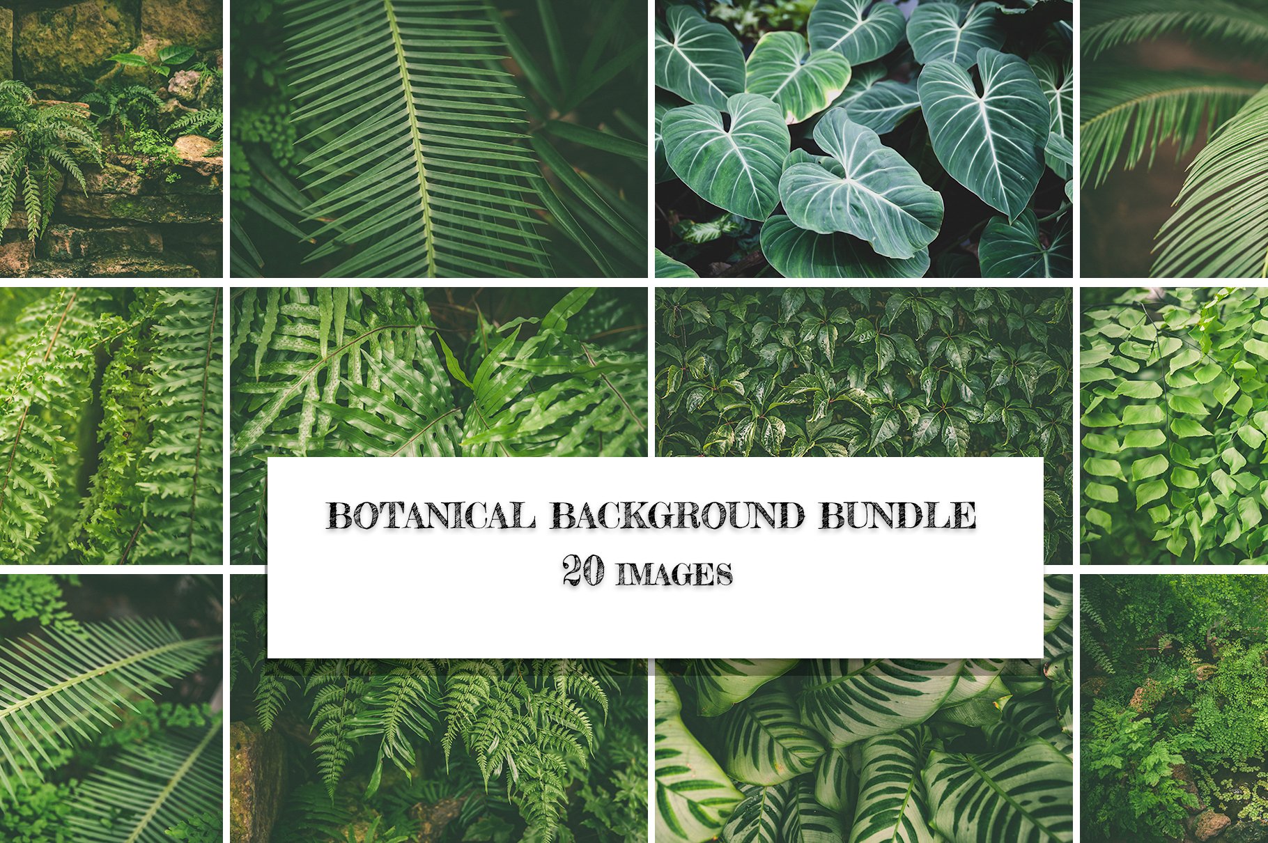 Botanical background bundle 20 jpg