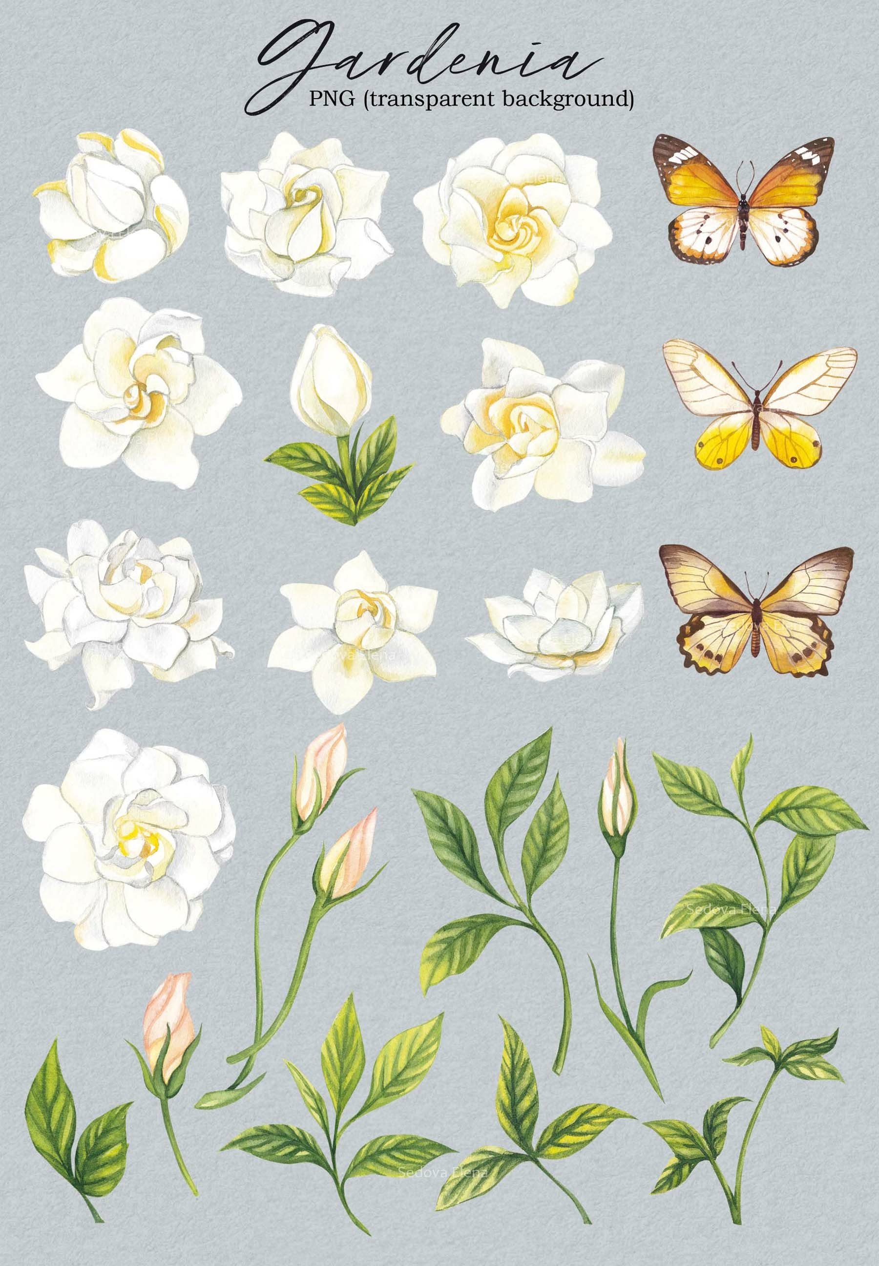 Watercolour white gardenia flowers PNG.