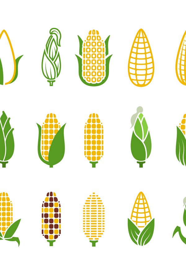 Organic corn vector icons isolated on white background