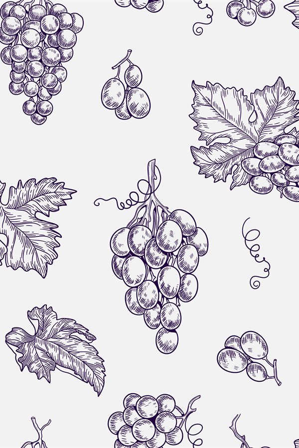 Grape pattern. Vine seamless texture, plants and leaves. Ske