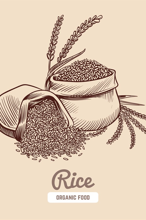 Rice background. Hand drawn bowl with rice grains and ears.