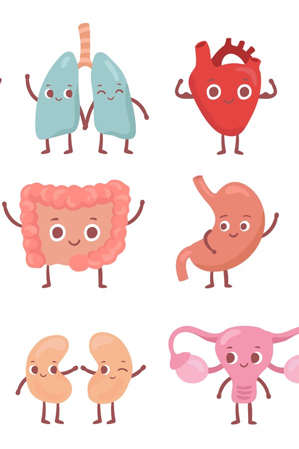 Healthy biological organ. Smiling lung, happy heart and funn