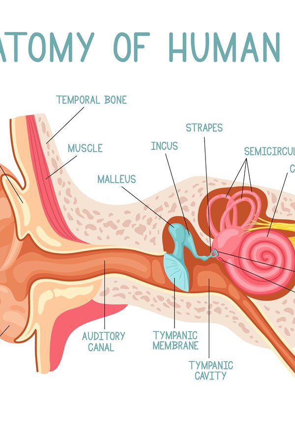 Cartoon ear anatomy. Human sound sensory organ medicine info